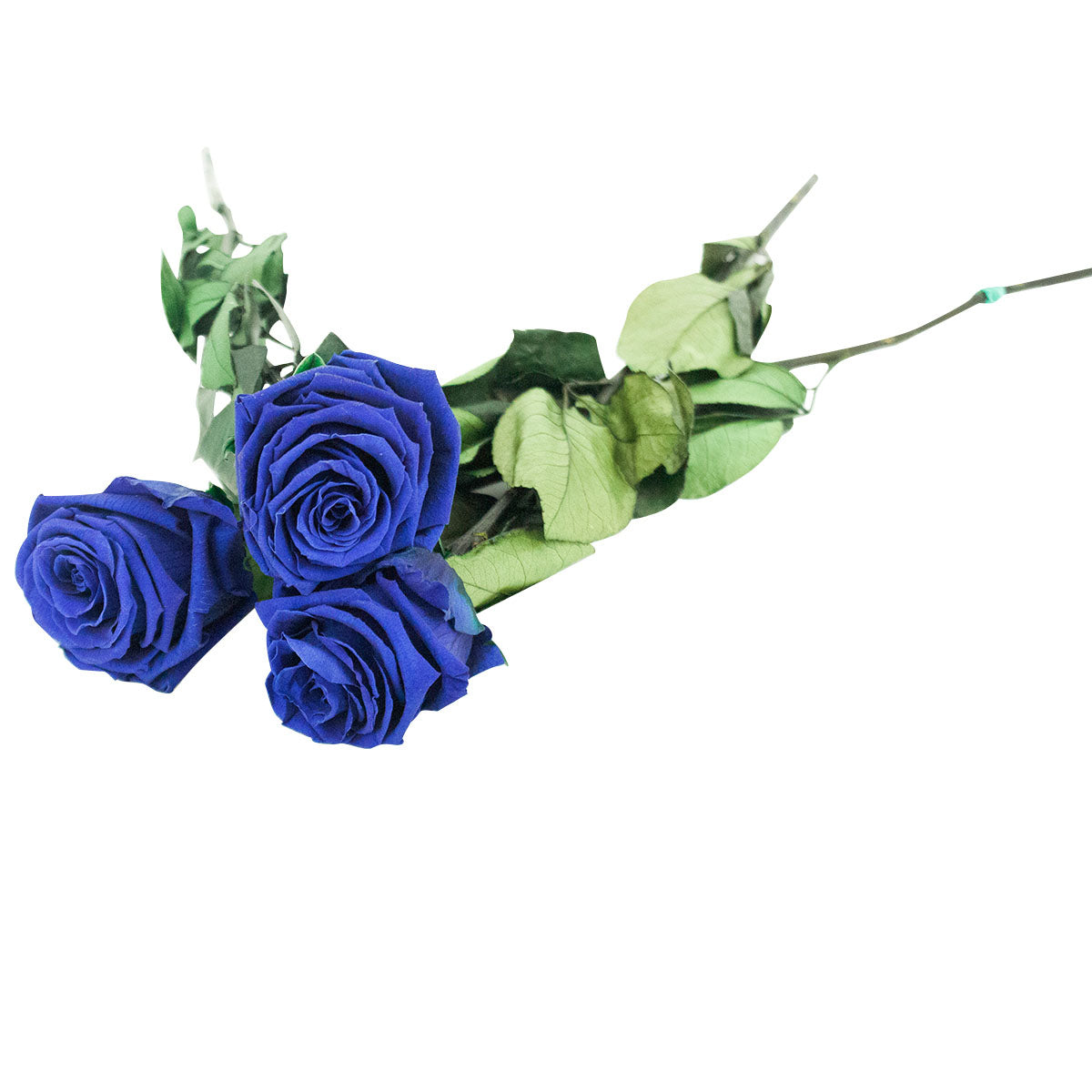 Bouquet 3 roses éternelles avec tiges 49 cm - Bleu océan